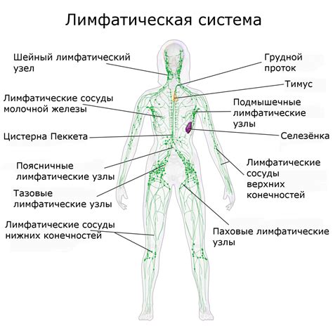 Лимфоциты