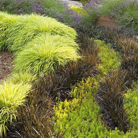 15 Beautiful Ways To Use Ornamental Grasses In Your Landscape Artofit