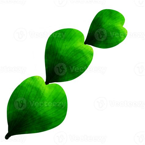 Types Of Leaf 42541330 Png