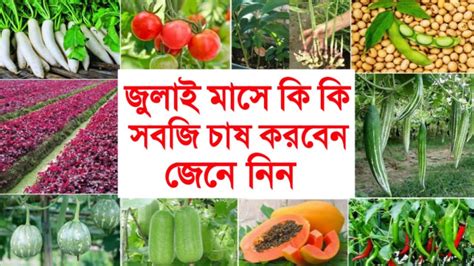 জুলাই মাসে কি কি সবজি চাষ করবেন জেনে নিন বর্ষাকালীন সবজি চাষ Youtube