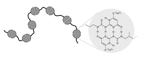 Schematic Structure Of A Linear Self Assembling Polymer The Chemical