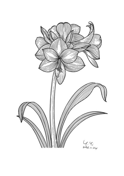 控笔训练 88 100。朱顶红 工具： Procreate 笔刷：工作室画笔 素材来自 花瓣 Procreate 黑白线描 手绘插画 黑白装饰画 临摹 花瓣网