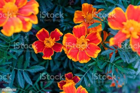 오렌지 금잔화 꽃 선택적 초점 타게테스 부시 출판 포스터 달력 게시물 화면 보호기 벽지 표지 웹 사이트에 대 한 프랑스 금잔화의 배경 고품질 사진 0명에 대한 스톡 사진 및