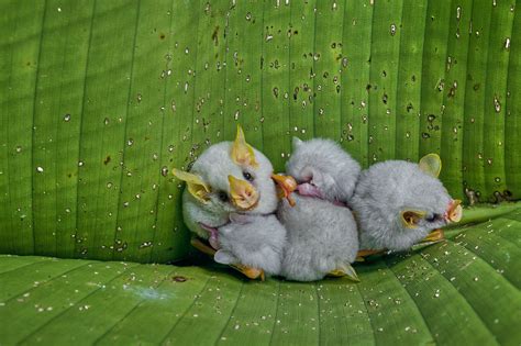 Honduran White Bats Image Critiques Nature Photographers Network
