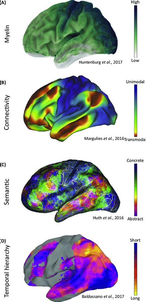 A Sensorimotor To Transmodal Gradient Based On Mri Data Of The Human Download Scientific