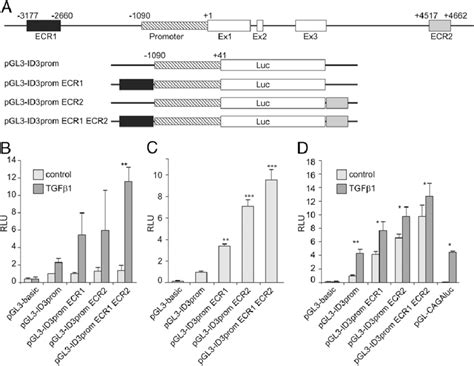 Mapping Of Regulatory Regions Of Id3 Gene A Structure Of Id3 Genomic