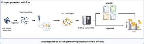 Overview Of Sample Preparation And Instrument Workflow For Quantitative Download Scientific