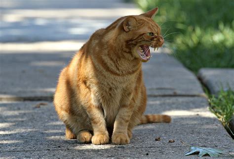 Почему кошки шипят 🐈 Мурчалкин