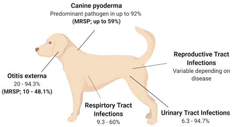 Staphylococcus Causes Symptoms And Treatment In Dogs