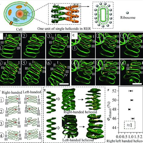 Cisternae Stacks Formation From Micro Sized Stacked Bicelles A Download Scientific Diagram