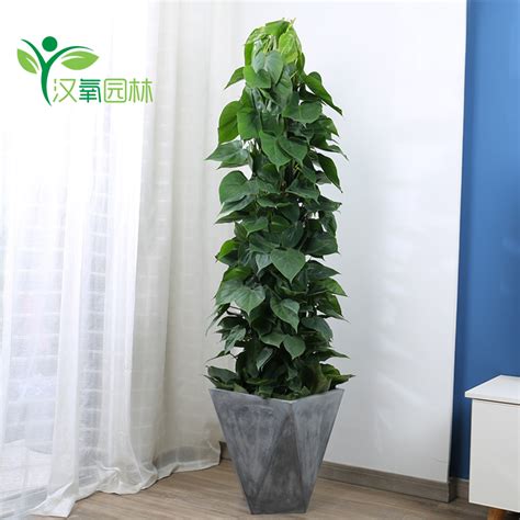 比较耐寒的大型绿植 耐寒的室内大型植物 耐寒的室内大型绿植 第8页 大山谷图库
