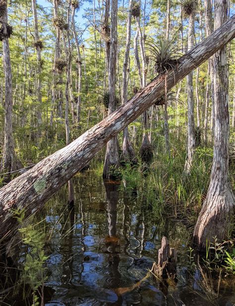Big Cypress National Preserve Map Big Cypress National Preserve