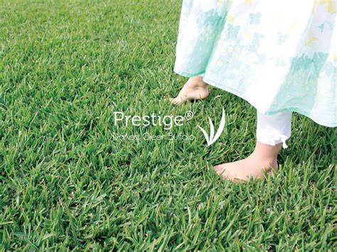 5 Best Shade Tolerant Grass Types Myhometurf