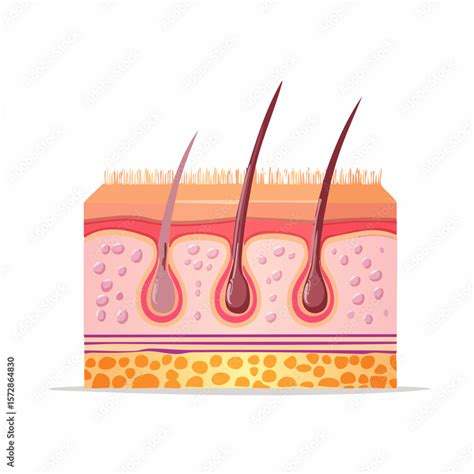 Anatomy Of The Skin A Detailed Illustration Showcases A Cross Section Of Skin Layers