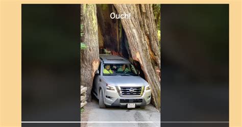Tourist Crunches Car In Local Drive Through Tree Video Goes Viral Redheaded Blackbelt