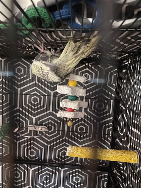 We Lost Our Crazy Girl Today Rcockatiel