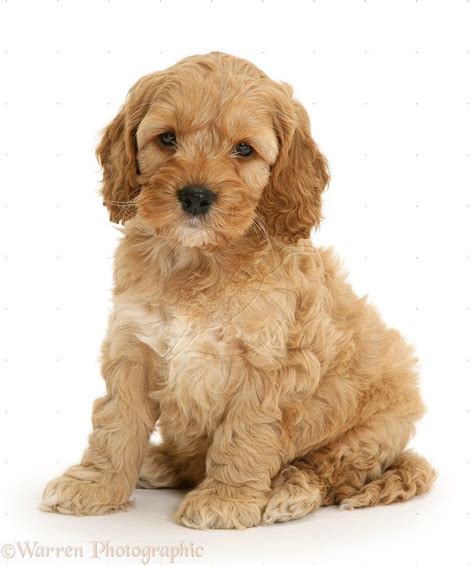 American Cockapoo Pup Cute Puppy Photo