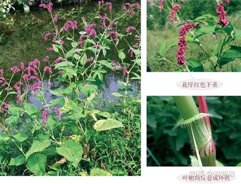 67种草本植物快速识别 知乎