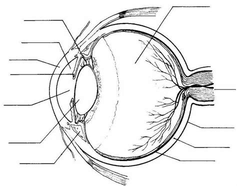 Blank Eye Diagram Healthiack