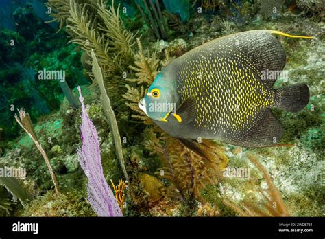 Belize French Angelfish Pomacanthus Paru Stock Photo Alamy