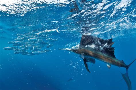 How To Catch Sailfish Sport Fishing Mag