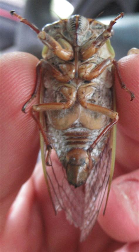 Cicada Belly By Carpathiandreamdrago On Deviantart
