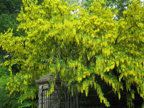 Laburnum Tree Wallpaper Other Wallpaper Better