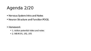 IB Biology Nervous System PPT By Jessie Poole TPT