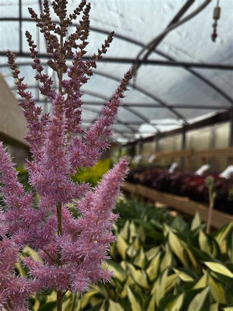 Natures Best Nursery Lawn And Landscape Blooming Passiflora 🌱