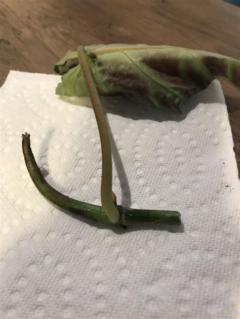 Propagating My New Verrucosum 2 Any Tips For Success Rphilodendron