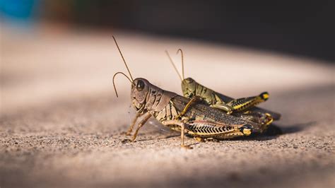 [oc] Grasshoppers Having Sex R Pics