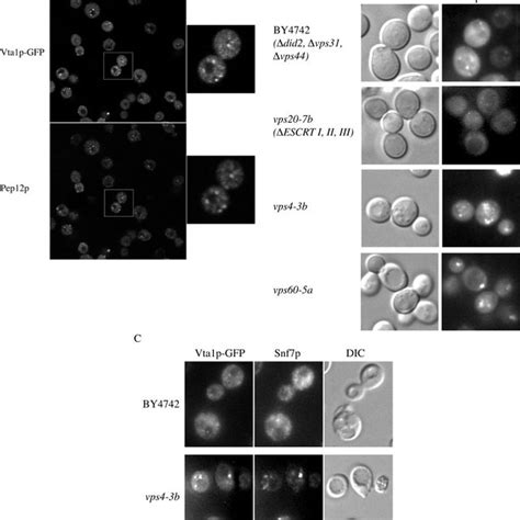 Vta1p Colocalizes With A Pep12p Positive Membrane In A Manner Dependent Download Scientific