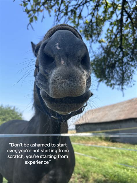24 Horse Memes Ideas Horse Quotes Funny Horses Horses