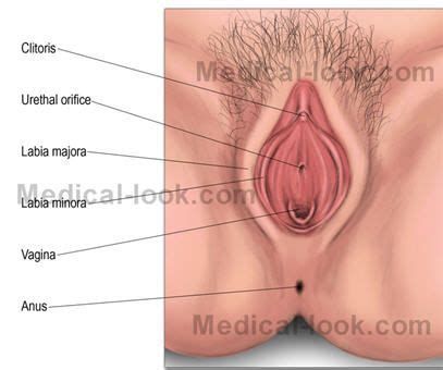 Vigina Shapes And Types Cumception