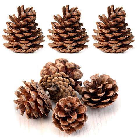 Pine Cones