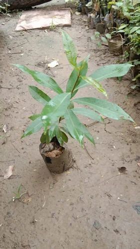 Green Syzygium Cumini Well Watered Jamun Fruit Plant For Fruits At Rs