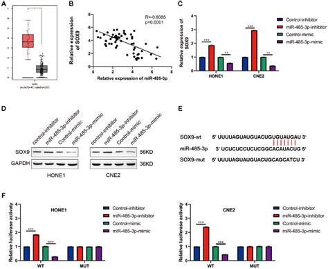 Sox9 Is The Downstream Target Gene Of Mir 485 3p A The Expression