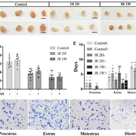 Comparison Of Ovarian Function Among Groups After Irradiation And Or Download Scientific