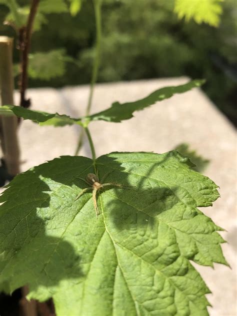 What Are These Bugs On My Raspberry Plant Rgardening