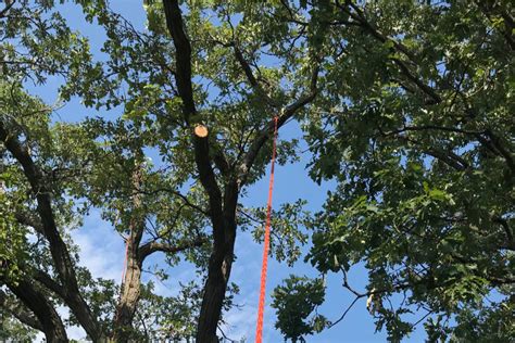Tree Pruning Higher Place Tree Care