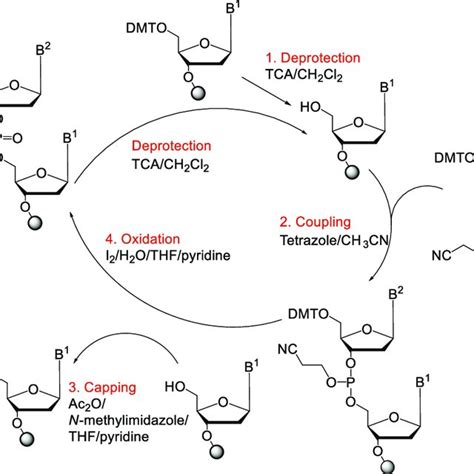 The Phosphoramidite Synthesis Cycle Download Scientific Diagram