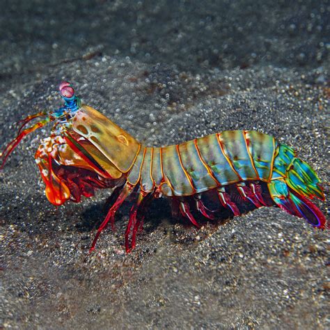 Shrimp Size Classification