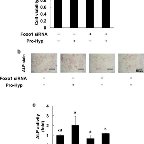 effect of pro hyp on proliferation and alp activity in foxo1 knockdown
