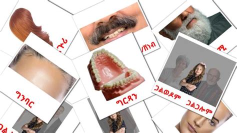 1300 Free Tigrigna Eritrea Flashcards Pdf Picture Vocabulary
