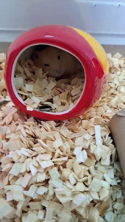 대체 얼마나 자는거야… 햄스터 푸딩 Youtube