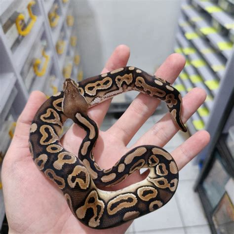 Jual Ball Python F Cinnamon Het Clown Kota Bandung Papathio Tokopedia