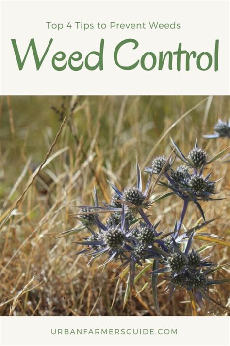 Top 4 Tips To Prevent Weeds From Taking Control Urban Farming Guide