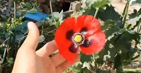 두 얼굴의 양귀비모르고 재배해도 처벌 가능