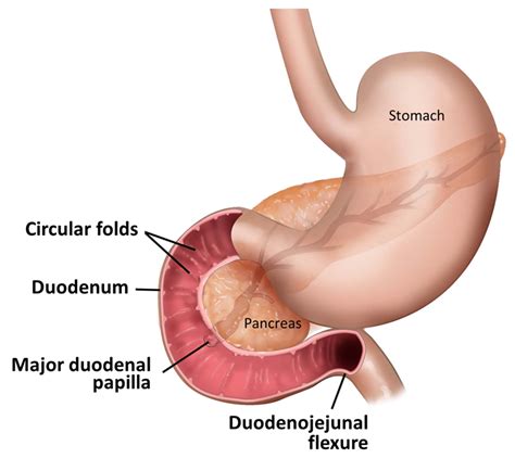 125 Anatomy Of The Small Intestine Medicine Libretexts