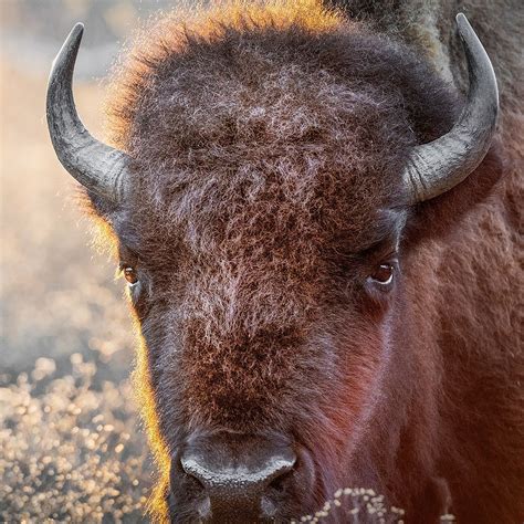 Goldman Americanicon Tatonka Native Bison Buffalo Yellowstone